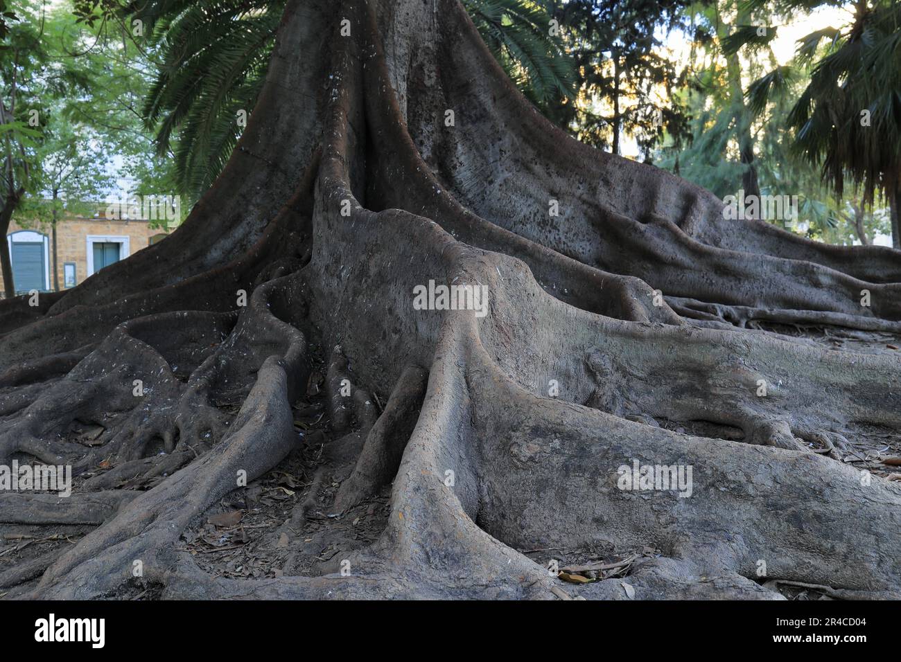 Cuanto mide un pino: Descubre las impresionantes alturas que alcanzan ...