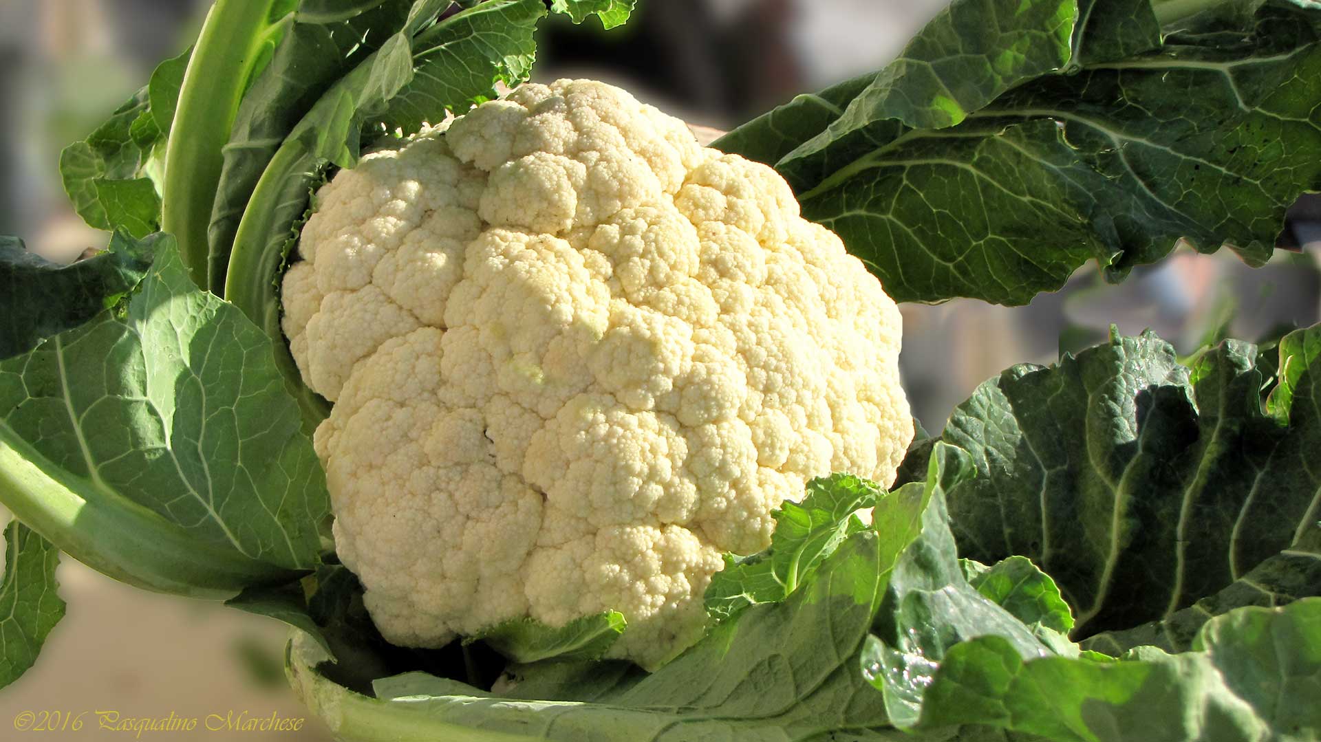 La flor de coliflor: todo lo que debes saber sobre esta deliciosa y ...
