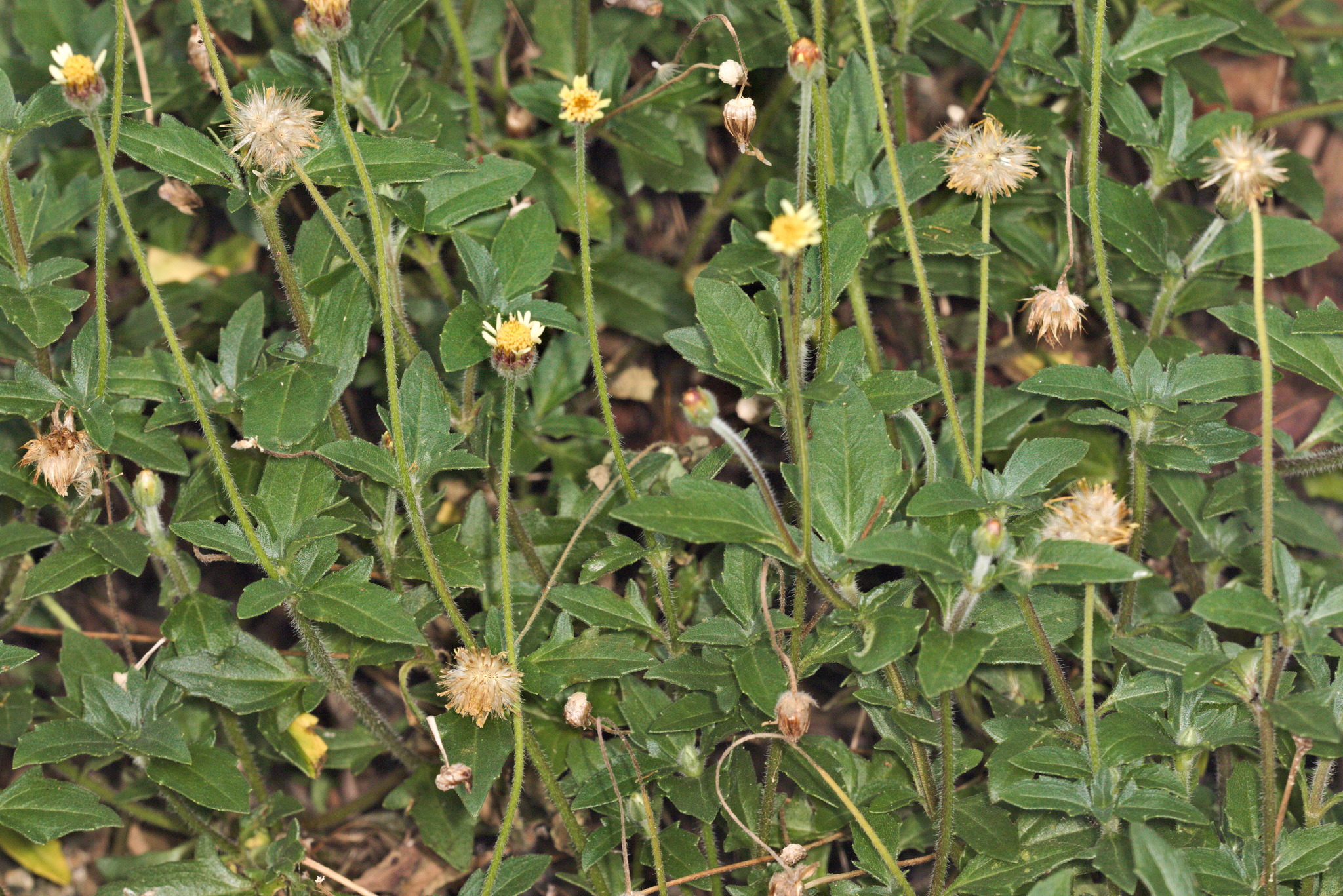 La Hiel de Toro: Descubre el sorprendente significado y beneficios de ...