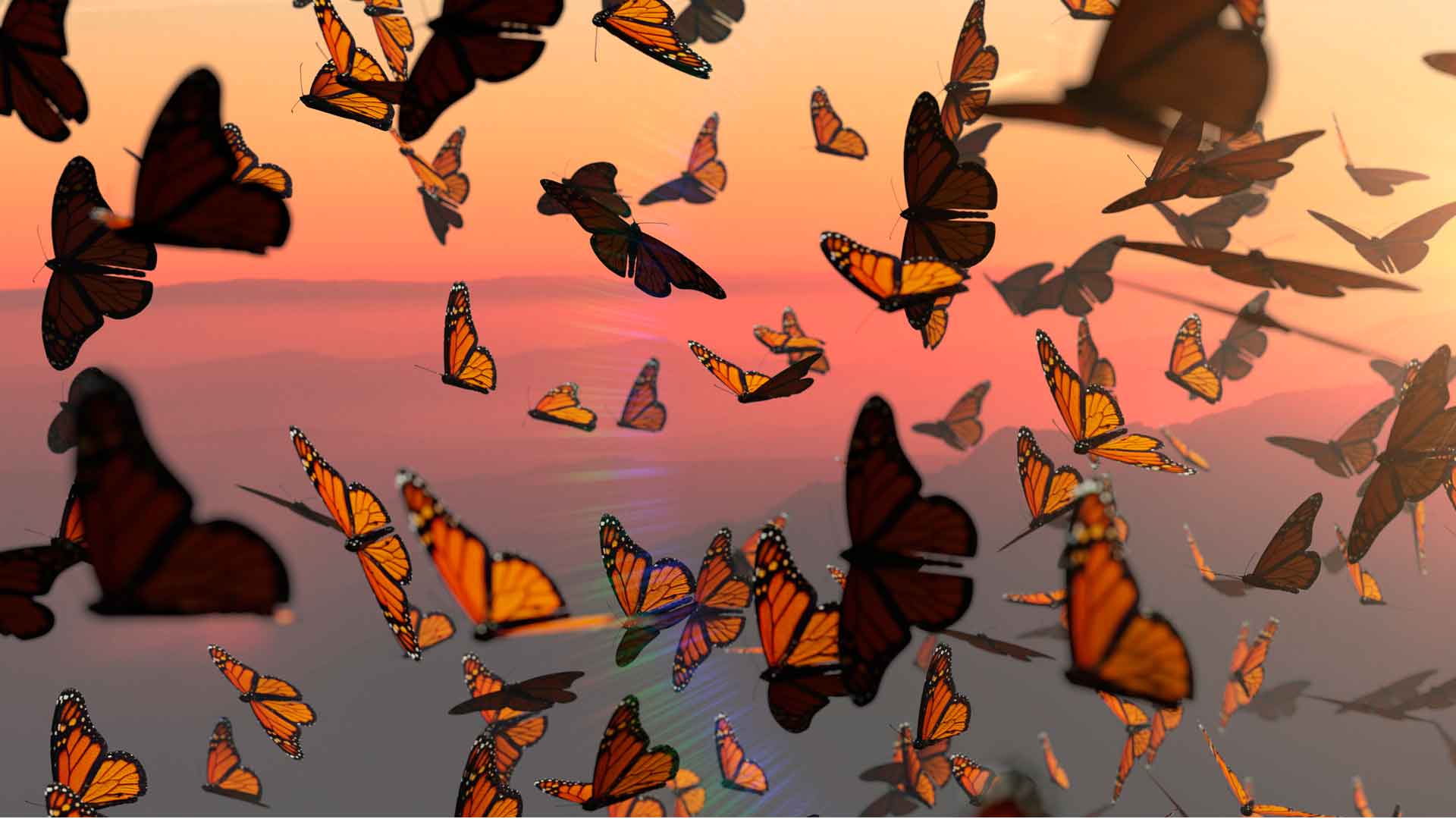 Mariposa Monarca: Sorpréndete con la increíble distancia que puede ...