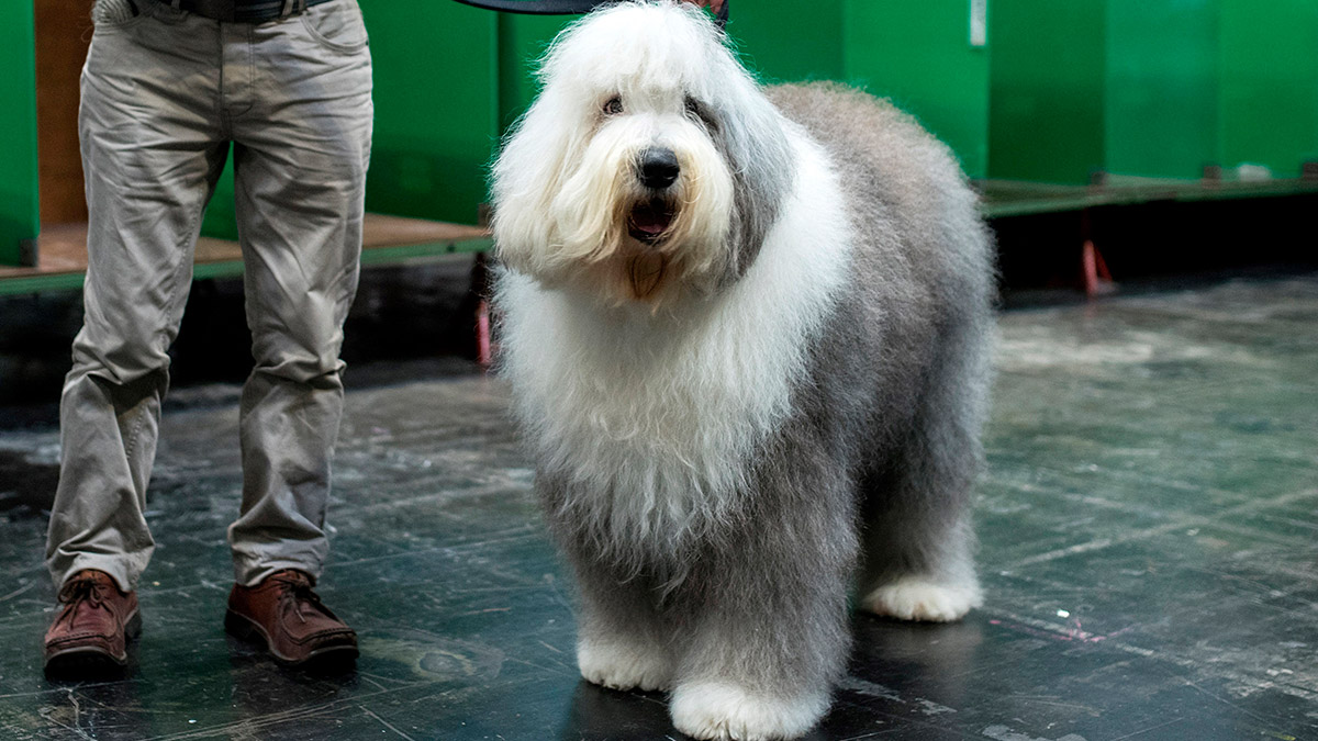 ¡Descubre la raza del perro de Daniel el Travieso y sorpréndete con su ...