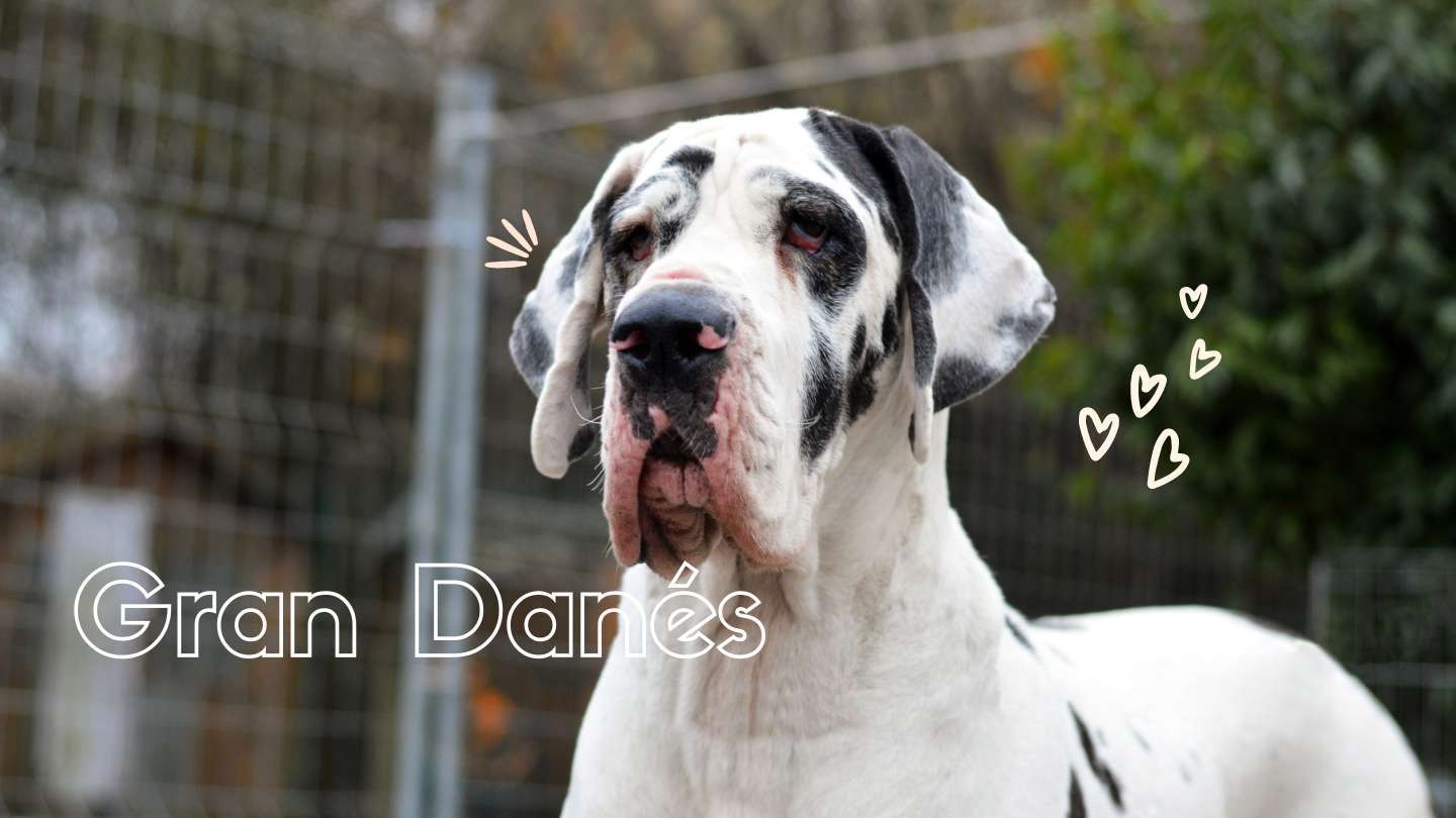 Descubre cuánto cuesta un perro Gran Danés: La increíble inversión para ...