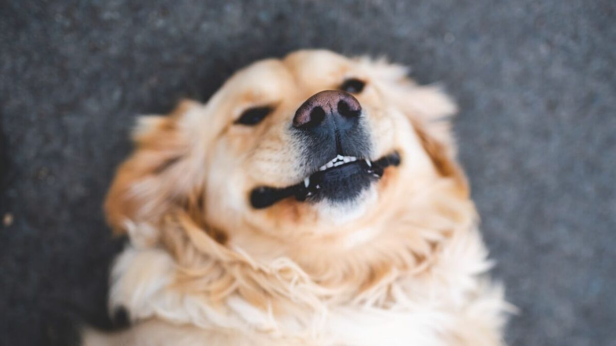 Descubre los secretos divertidos de "Perro aquí no hay quien viva" que ...